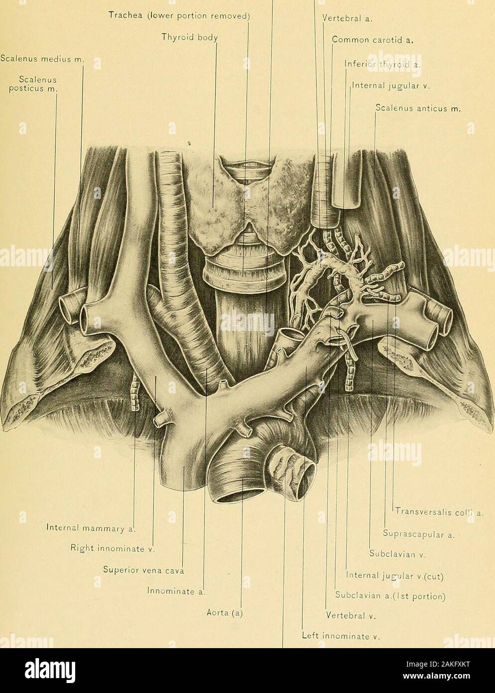 Surgical anatomy : a treatise on human anatomy in its application to ...
