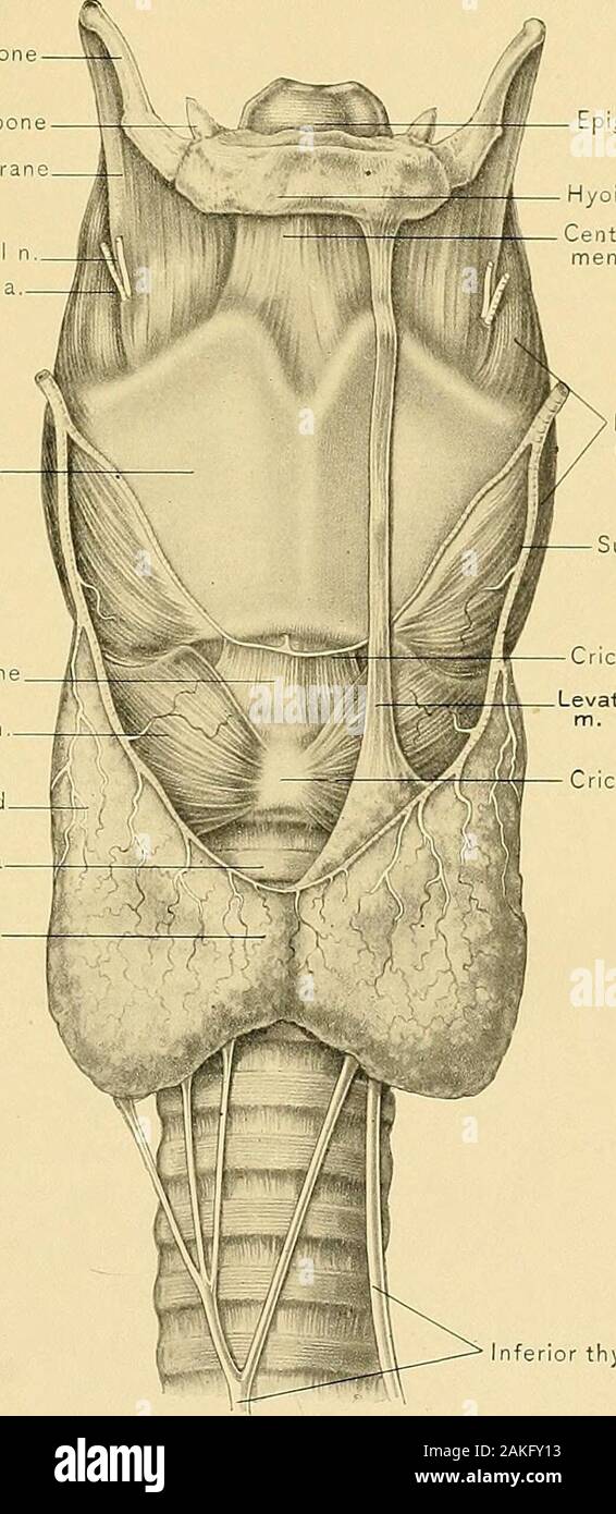 Hen anatomy hi-res stock photography and images - Alamy