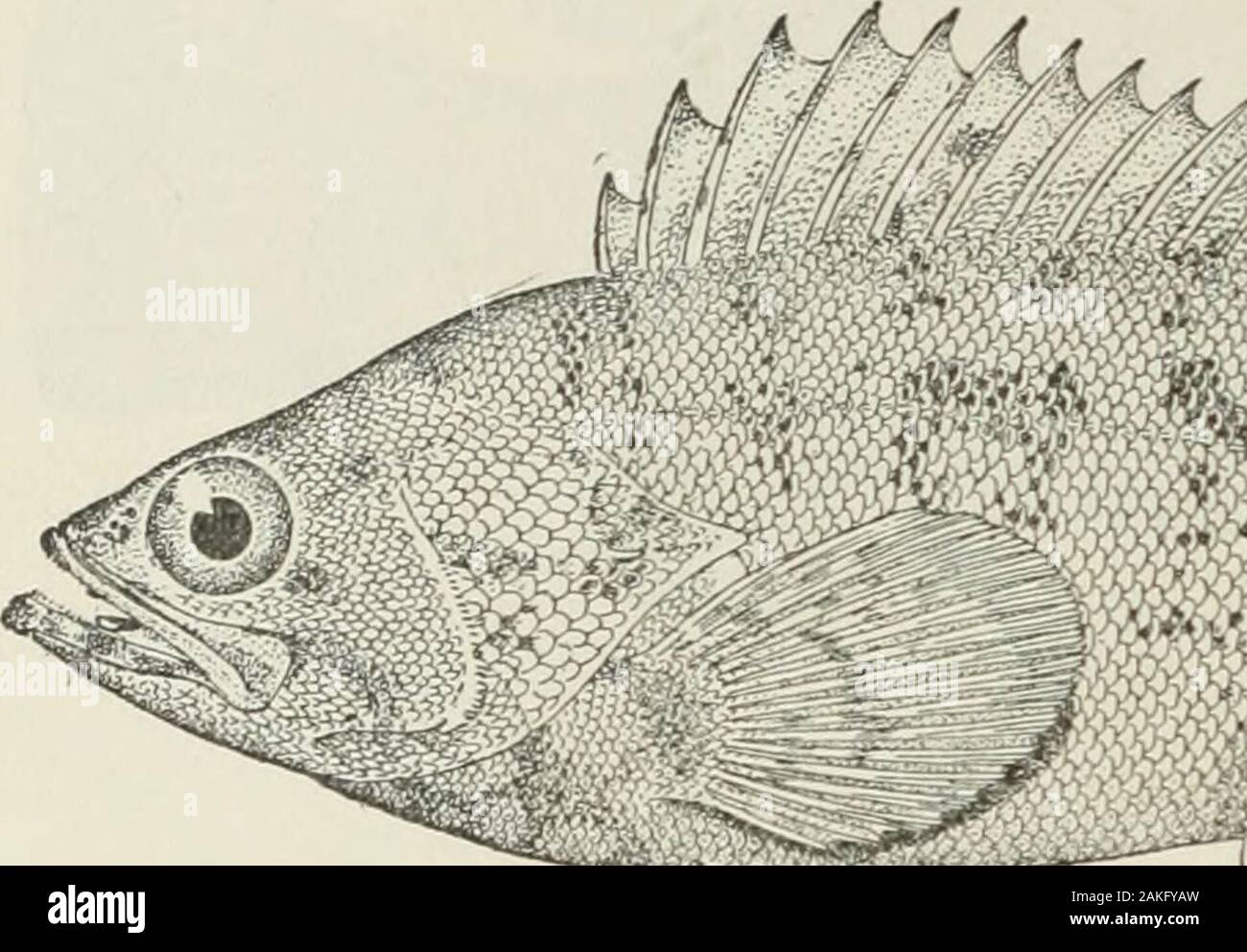 American food and game fishes : a popular account of all the species ...