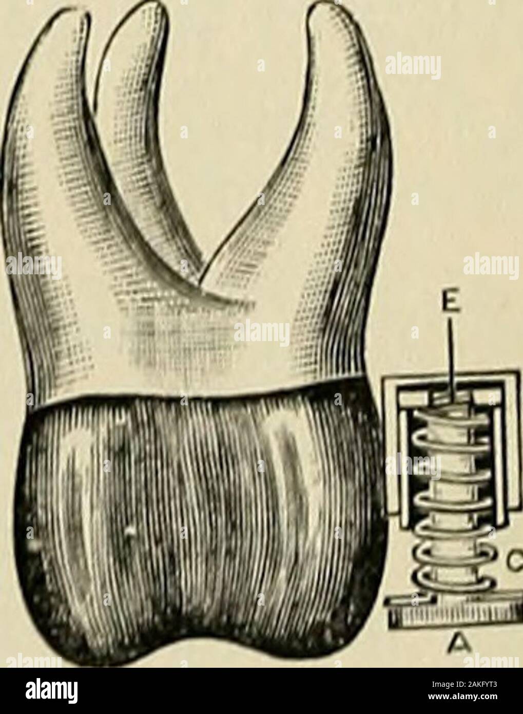 A practical treatise on mechanical dentistry . Transverse section ...