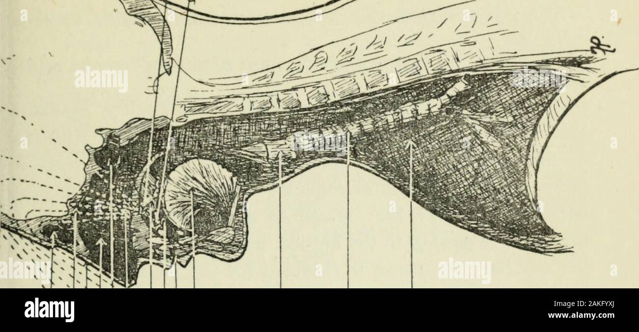 Philosophy of vocal culture : a textbook of vocal training and ...