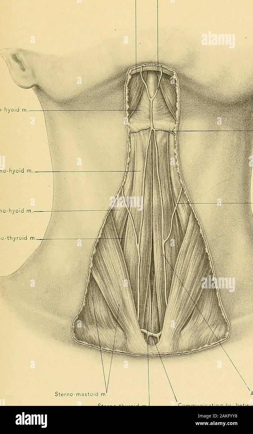 Surgical anatomy : a treatise on human anatomy in its application to ...