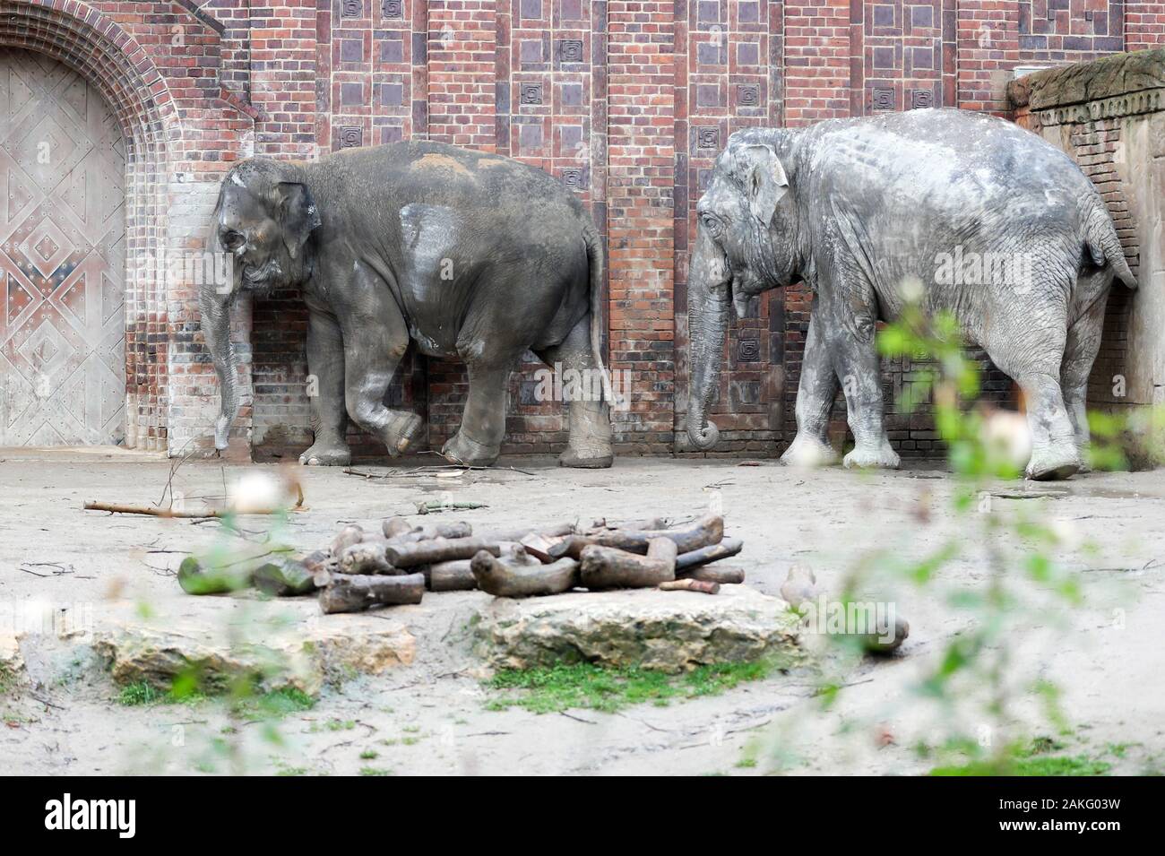 Leipzig, Germany. 09th Jan, 2020. The pregnant female elephant Rani (l ...
