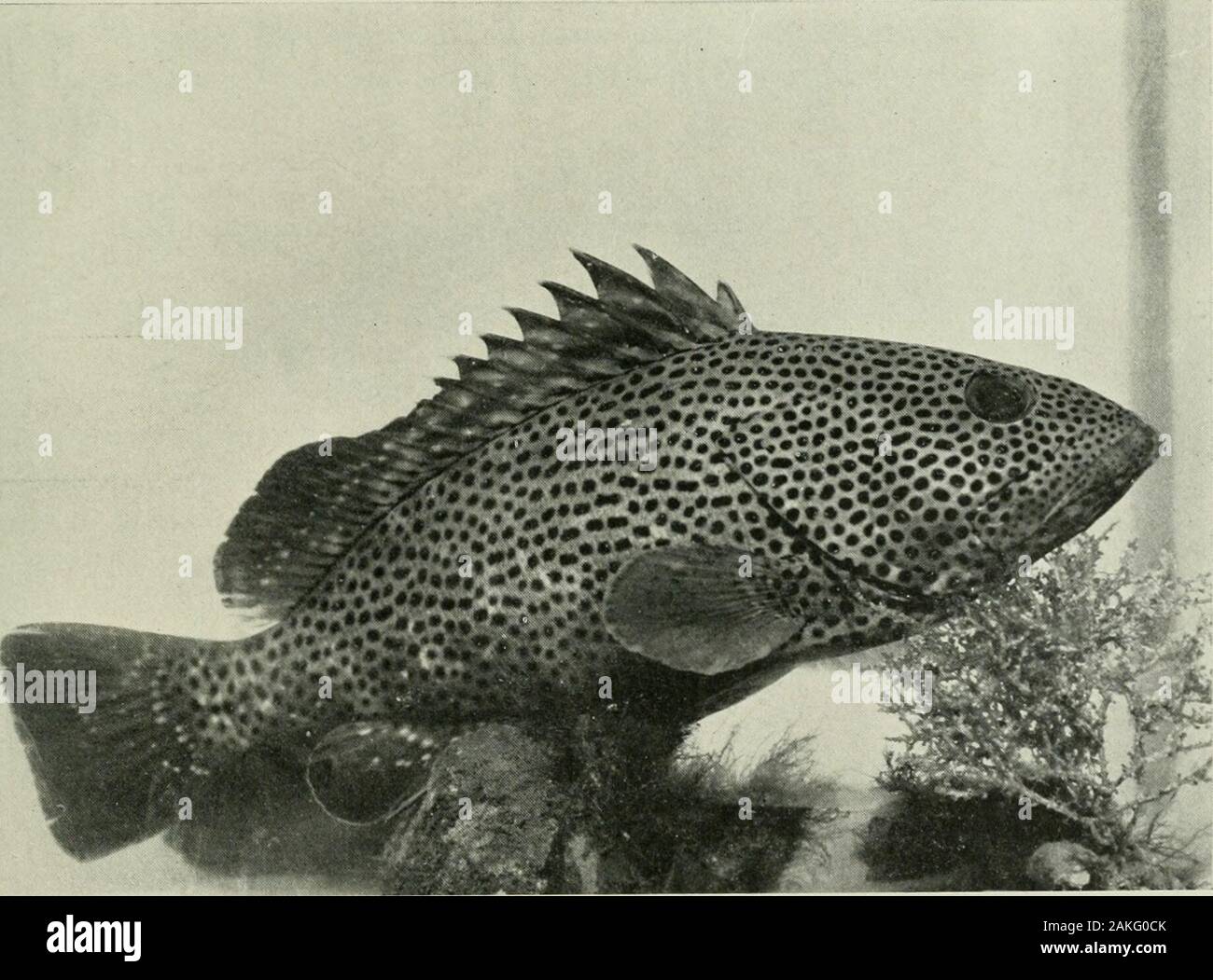 Largest species of grouper hi-res stock photography and images - Alamy