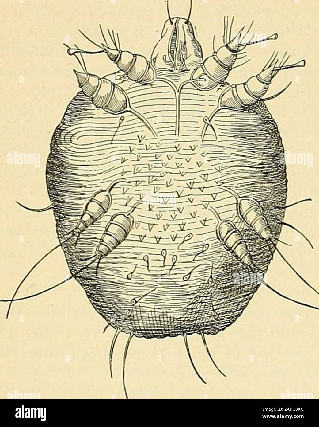 Urinary canal hi-res stock photography and images - Alamy