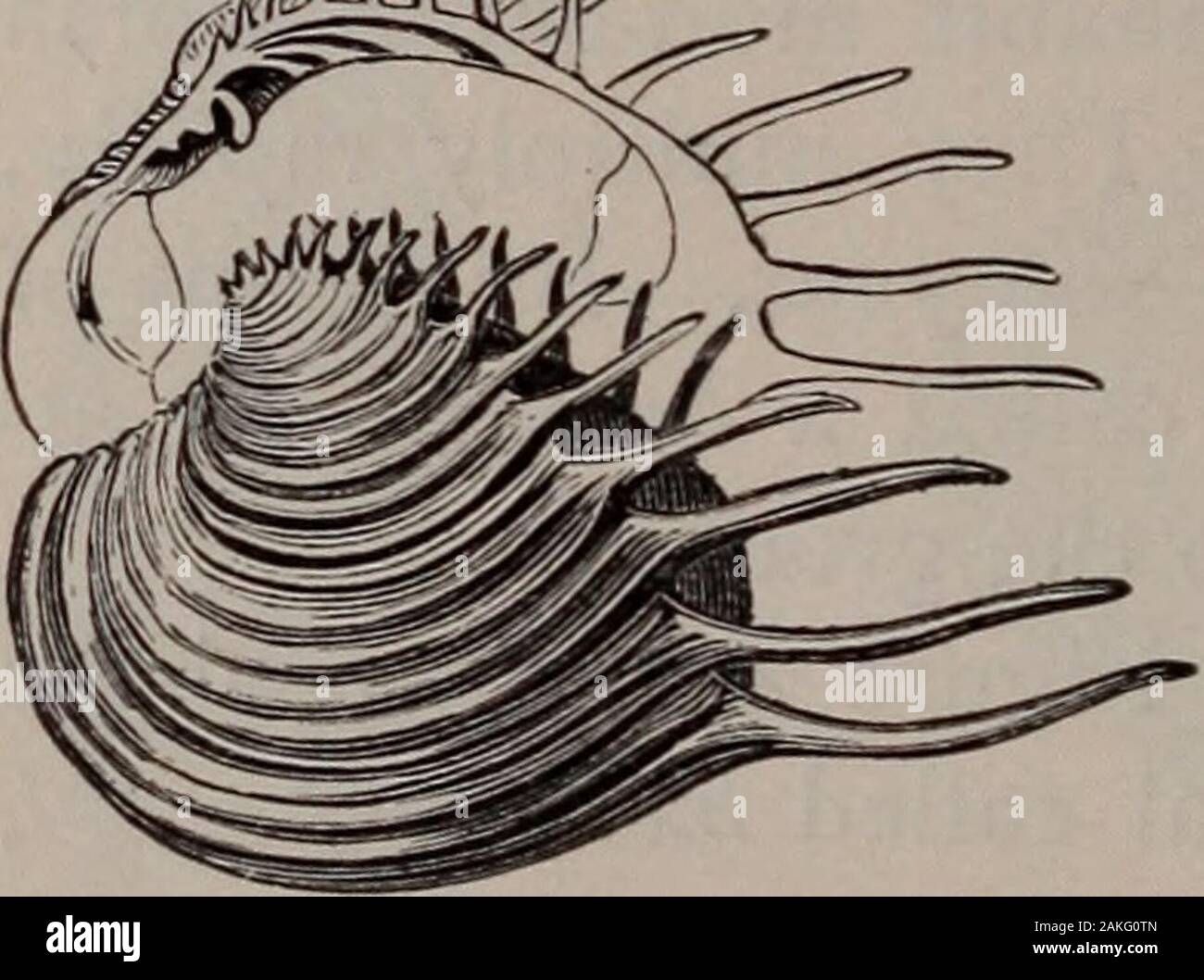 Natural history of animals; . ,^ Fig. 441 — Fig. 442. -Sphaerium. Th ...