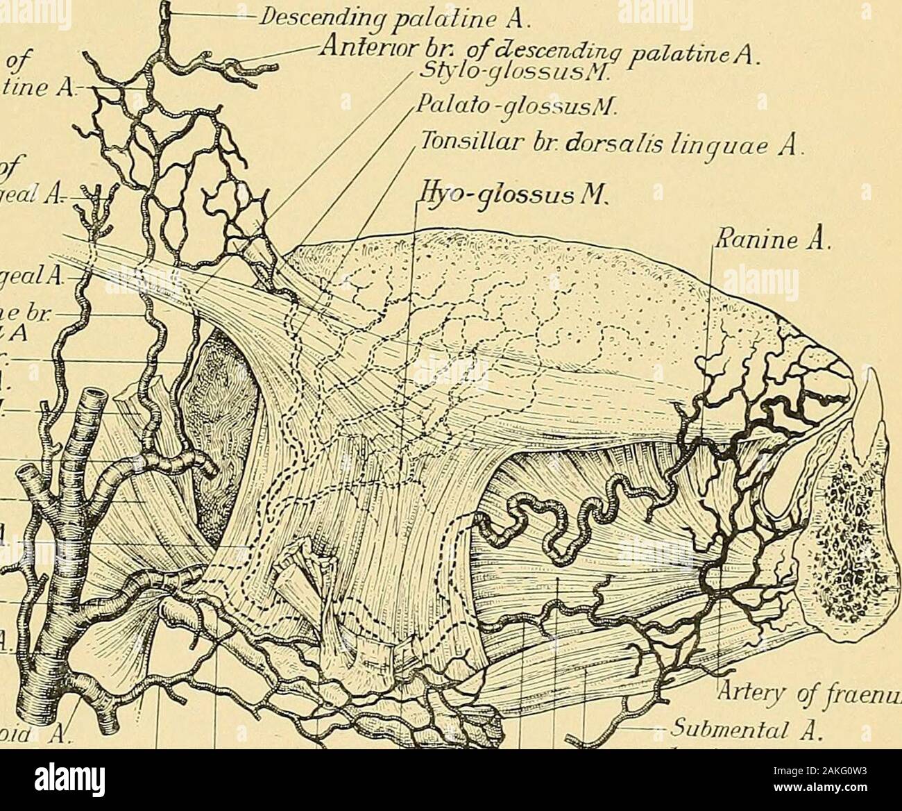 Lingual tonsil hi-res stock photography and images - Alamy