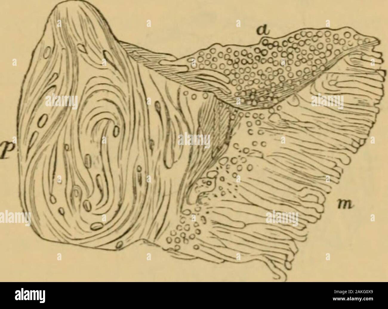 Pig uterus hi-res stock photography and images - Alamy