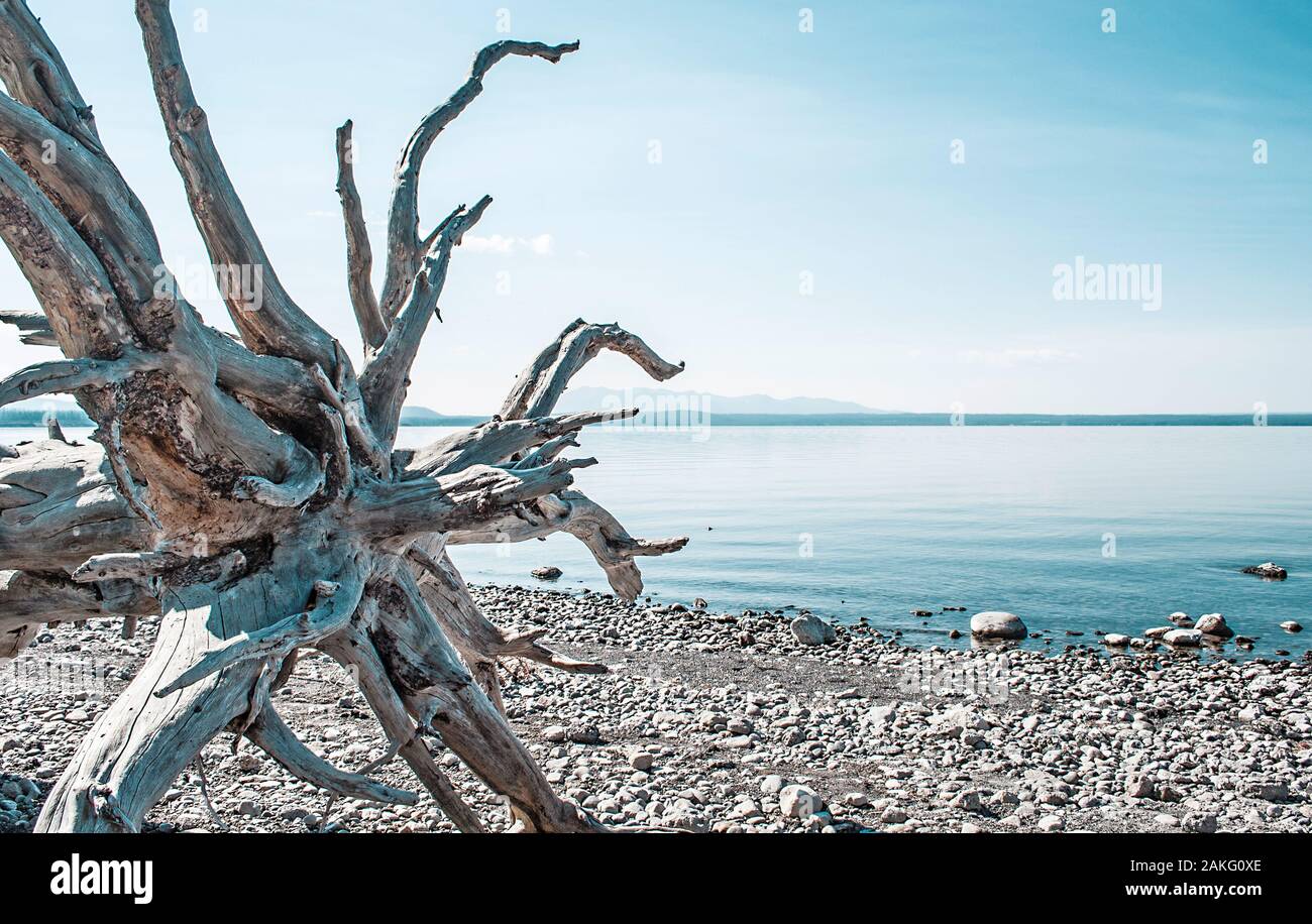 Giant root of a tree at a coast with the view on a lake, USA Stock ...