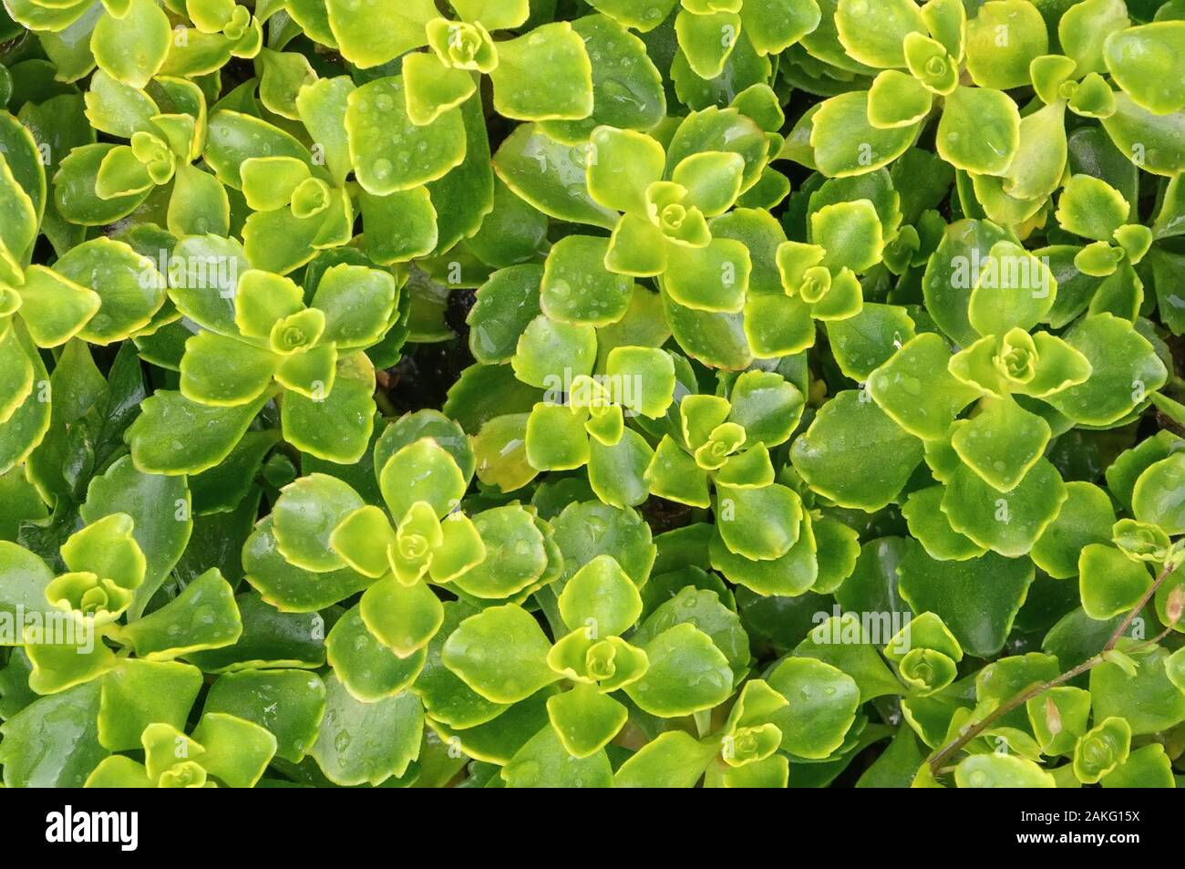 Natural plant texture from succulent plants. Background Stock Photo - Alamy