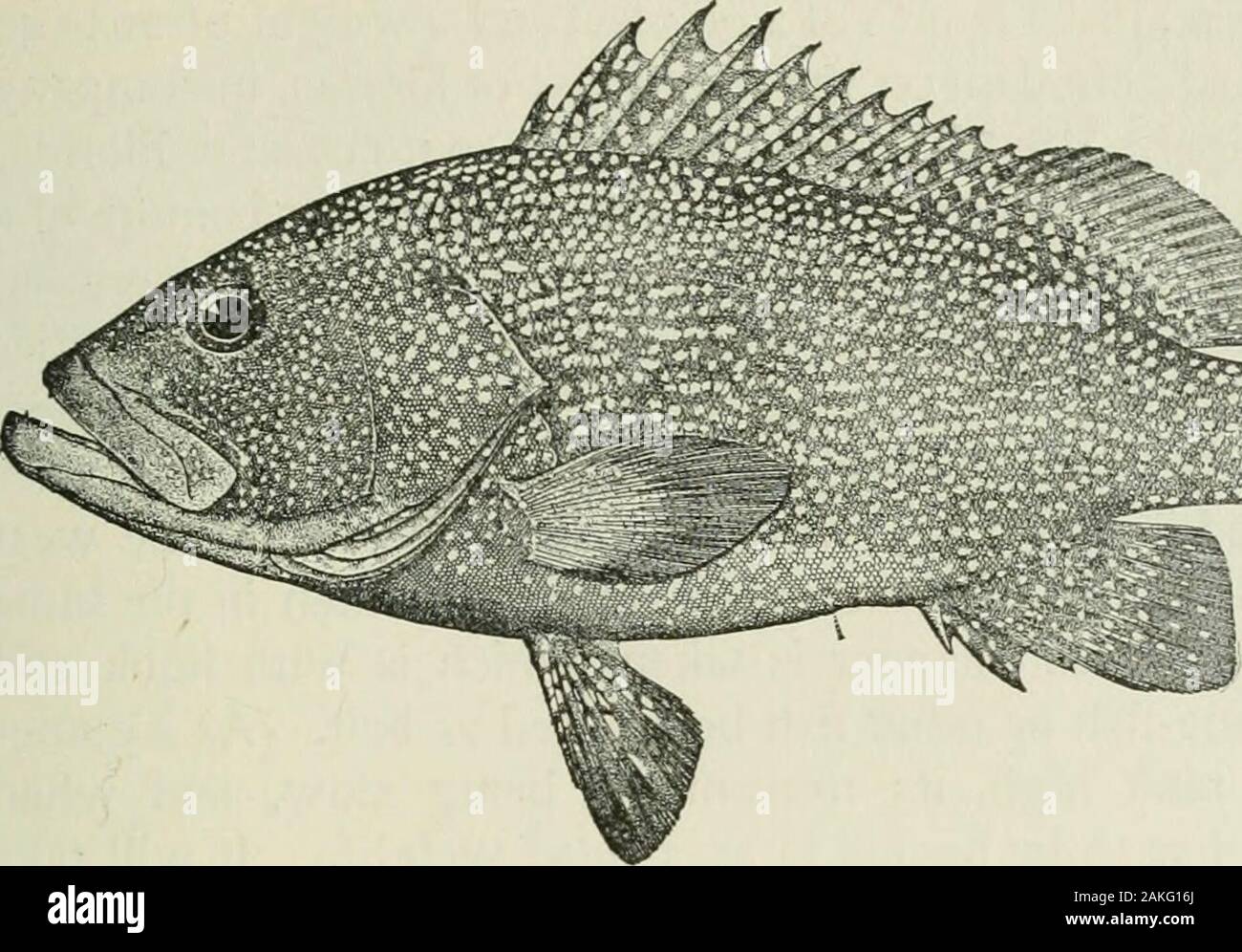 Important food fish species hi-res stock photography and images - Alamy