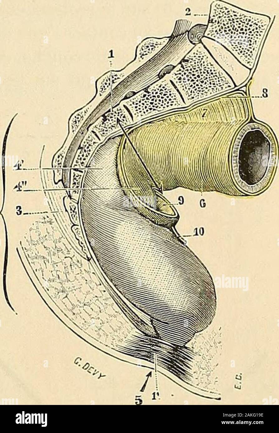 Anatomie cheval hi-res stock photography and images - Alamy