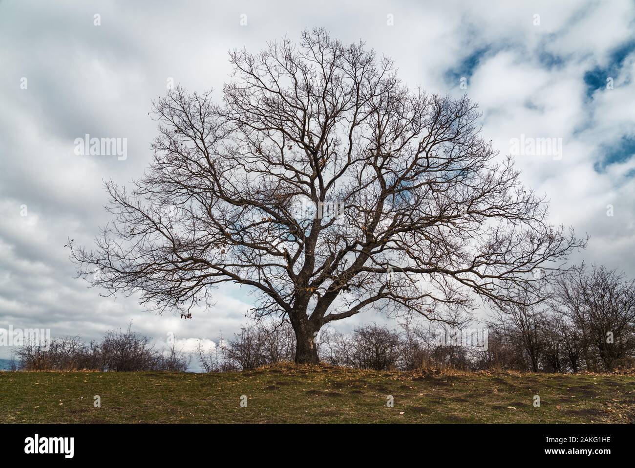 Bare tree without leaves on a hill Stock Photo - Alamy