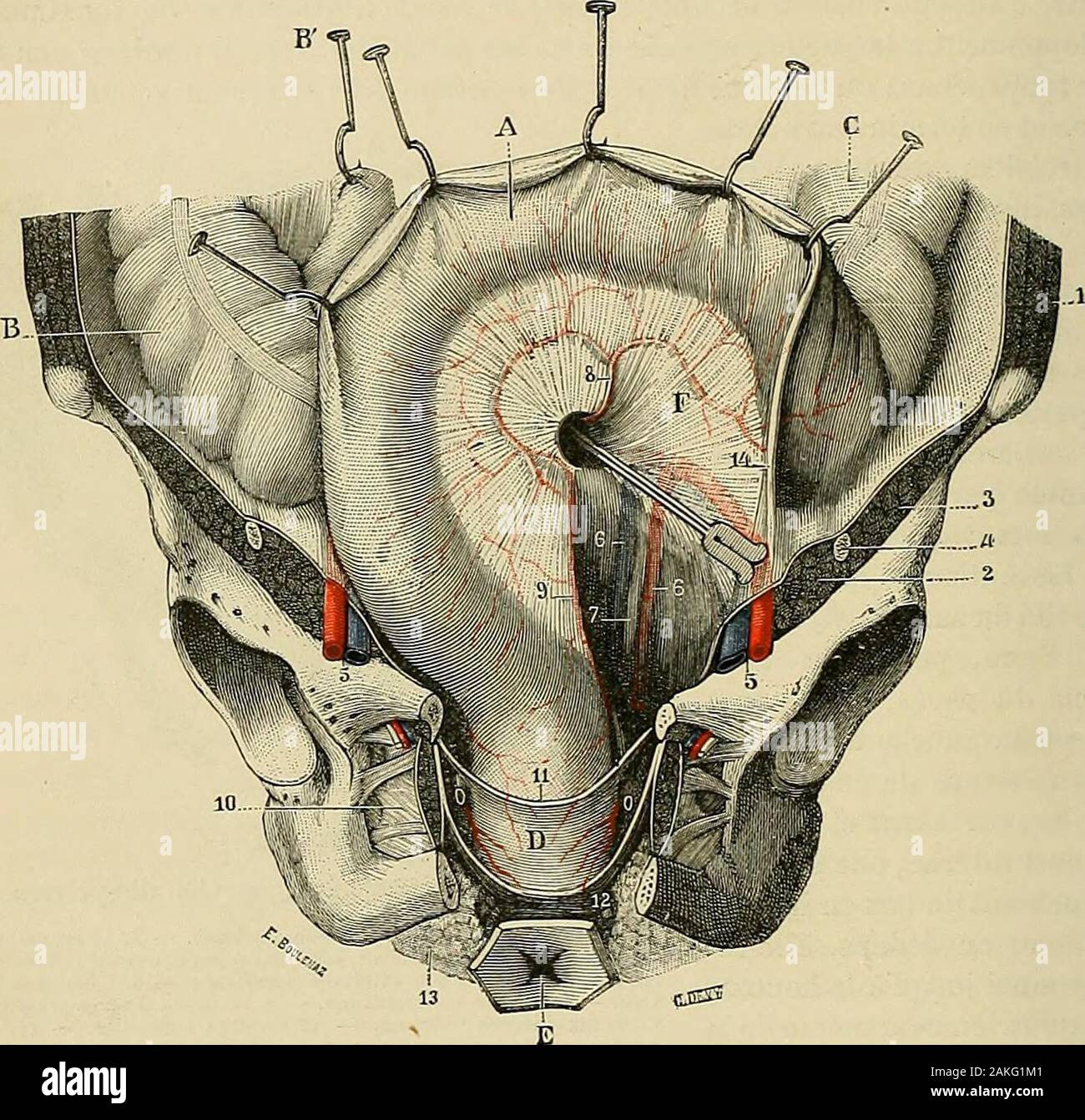 Lombaire anatomie hi-res stock photography and images - Alamy