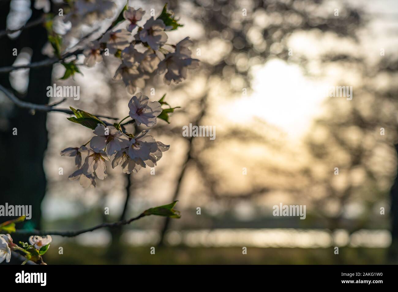 Cherry blossoms in sunlight hi-res stock photography and images - Alamy