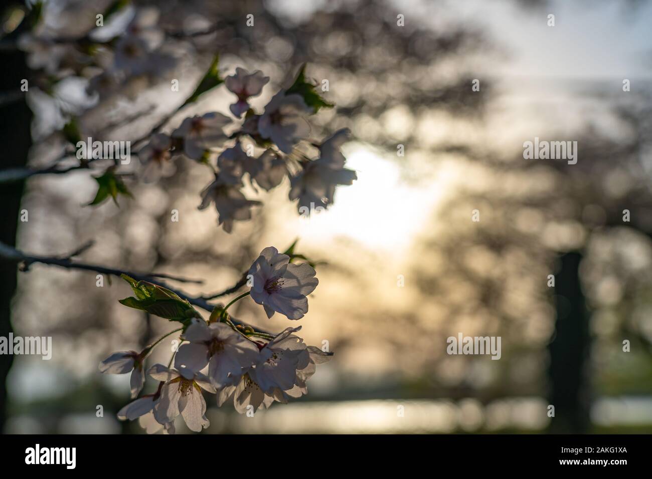 Cherry blossoms in sunlight hi-res stock photography and images - Alamy