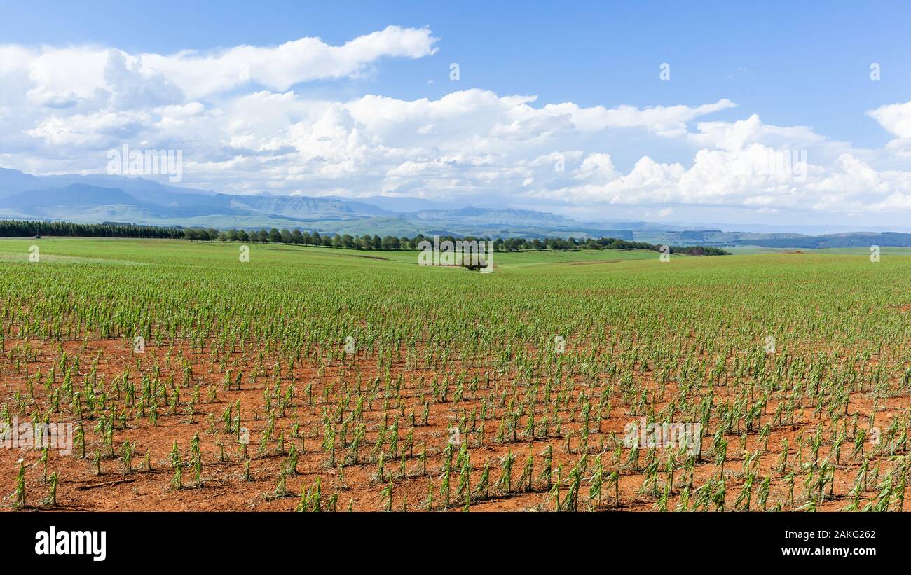 Maize farm africa hi-res stock photography and images - Alamy