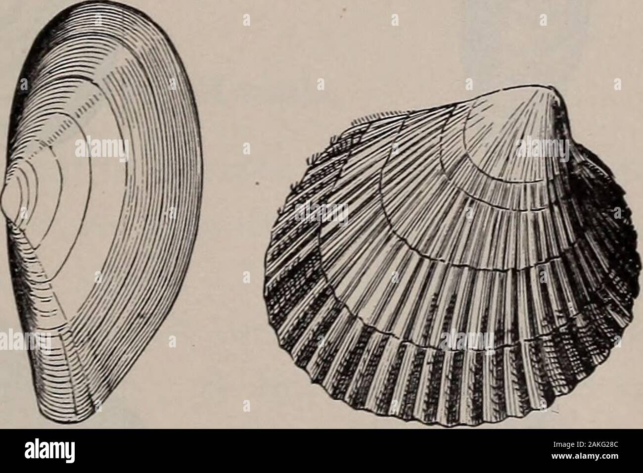 Natural history of animals; . Fig. 432. — Avicula. Fig. 433. — Leda ...