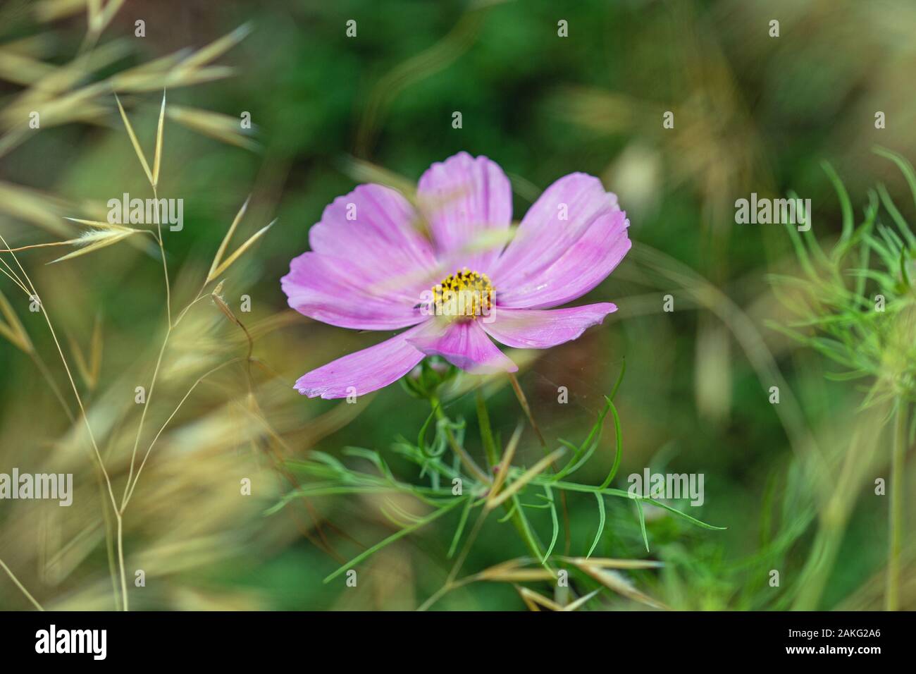 Up close photo of pink cosmos hi-res stock photography and images - Alamy