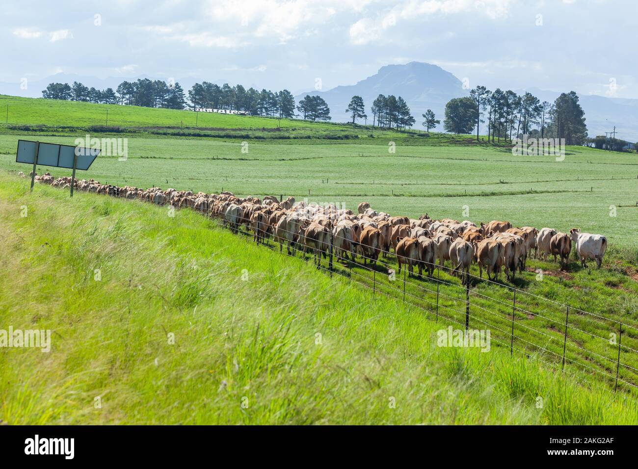 Dairy jersey cows animal herd rear behind photo walking back to milking ...