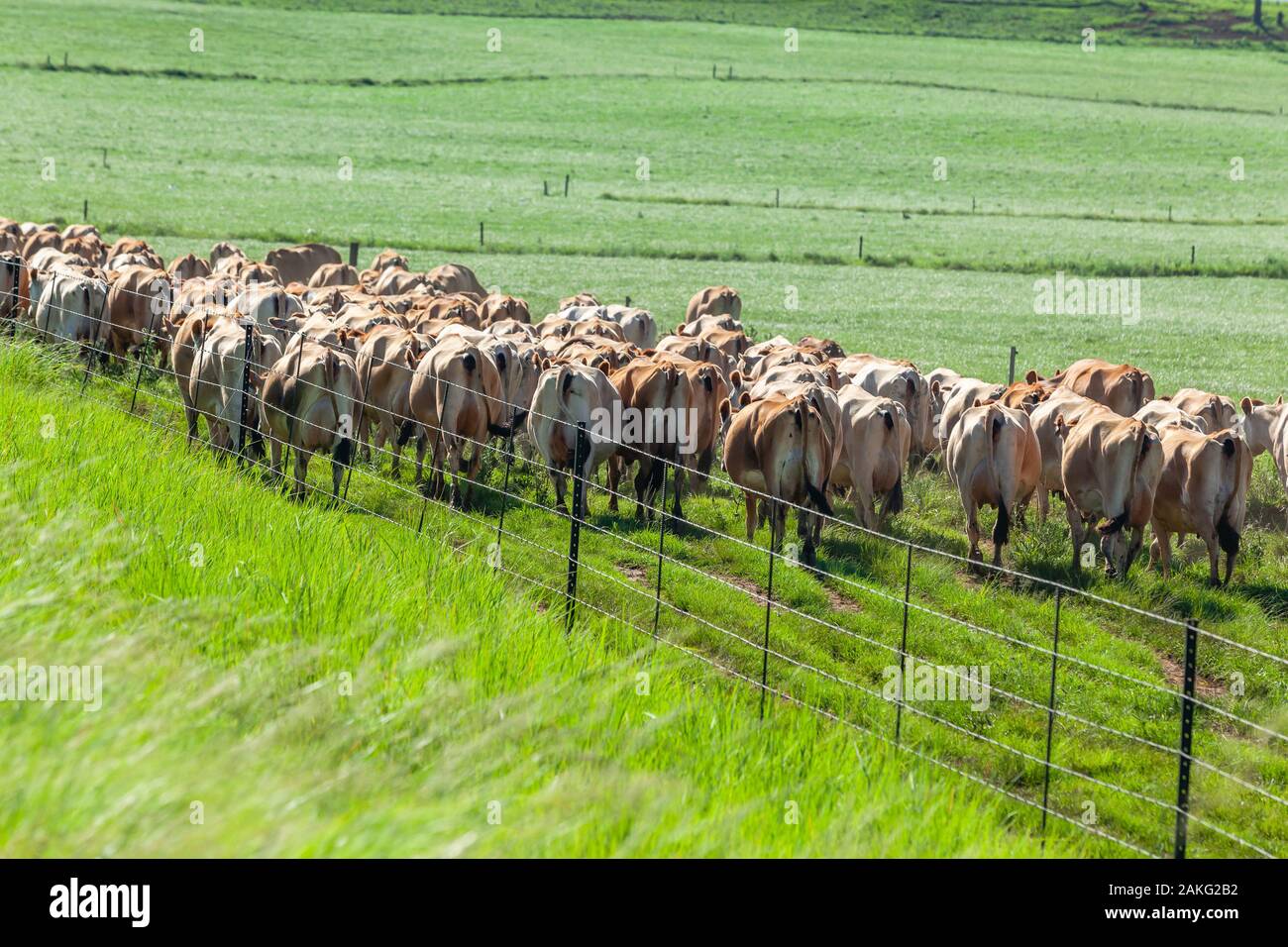 Dairy jersey cows animal herd rear behind photo walking back to milking ...