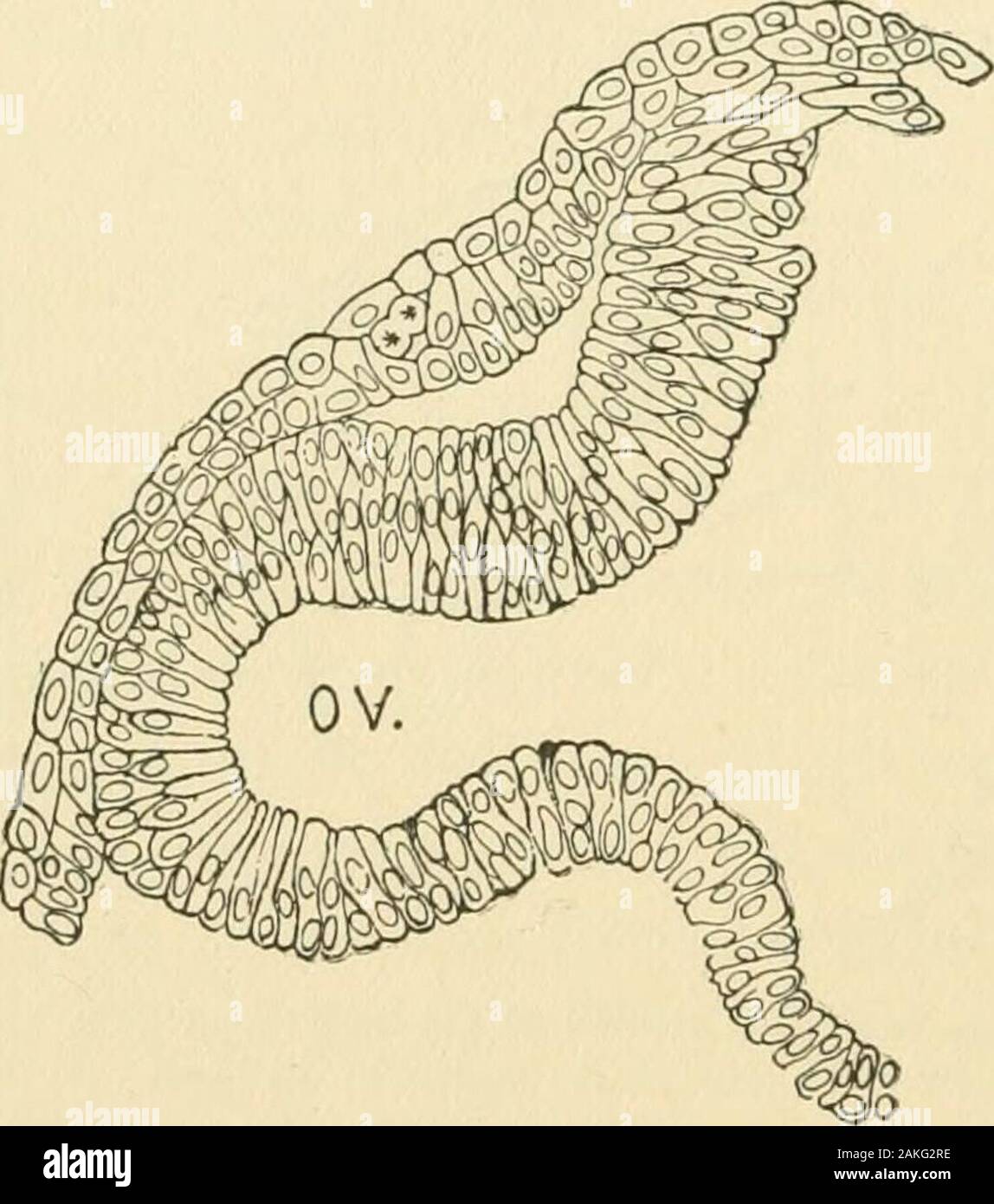Cephalopod morphology hi-res stock photography and images - Alamy