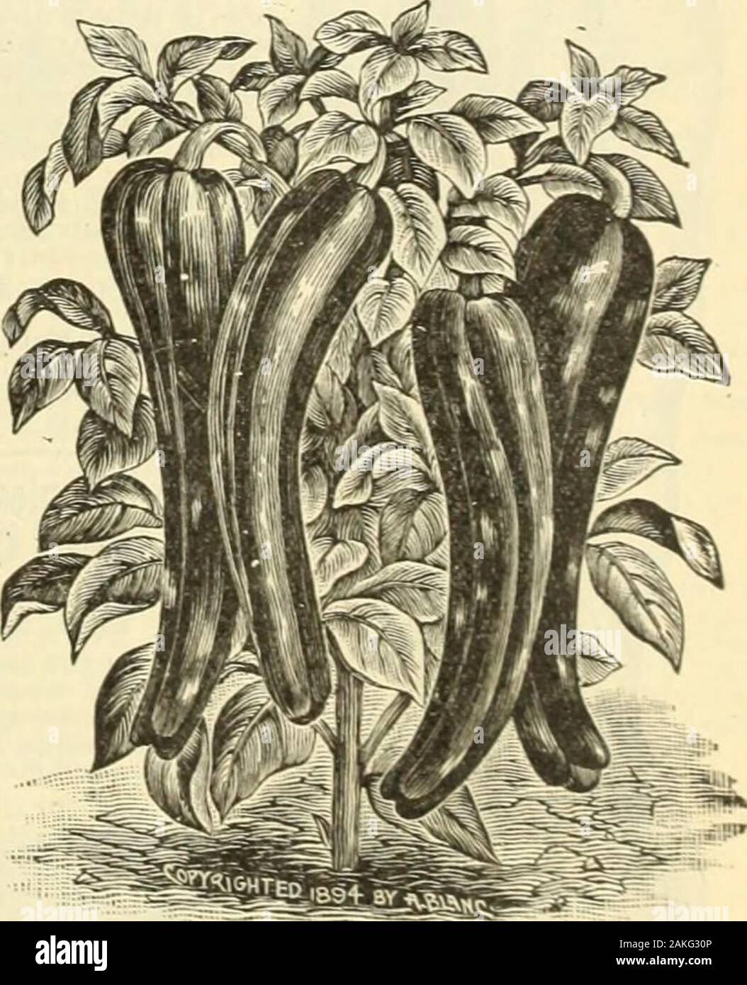 Elephant Trunk Pepper Plants