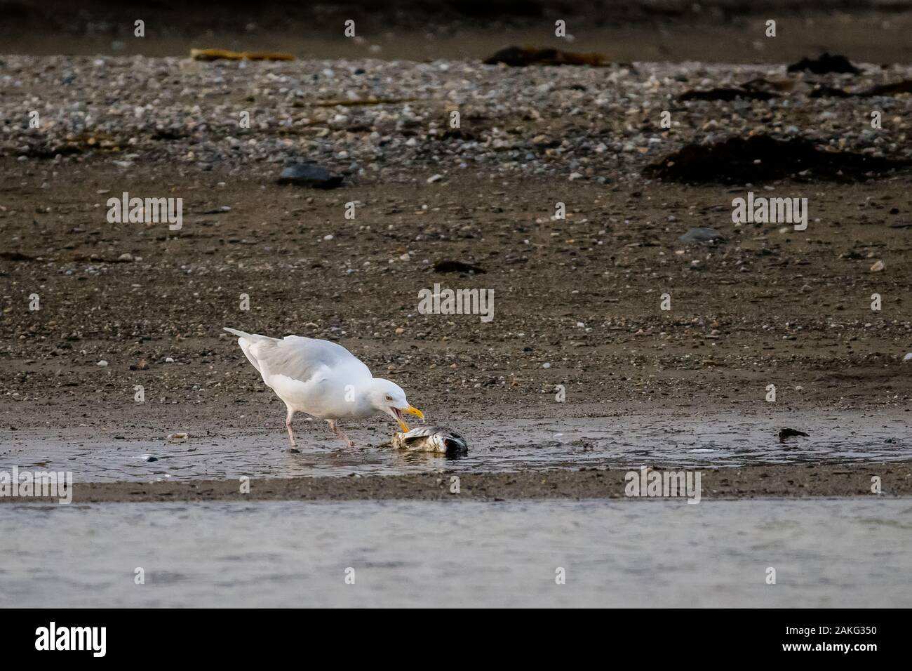 Fish eating birds hi-res stock photography and images - Alamy