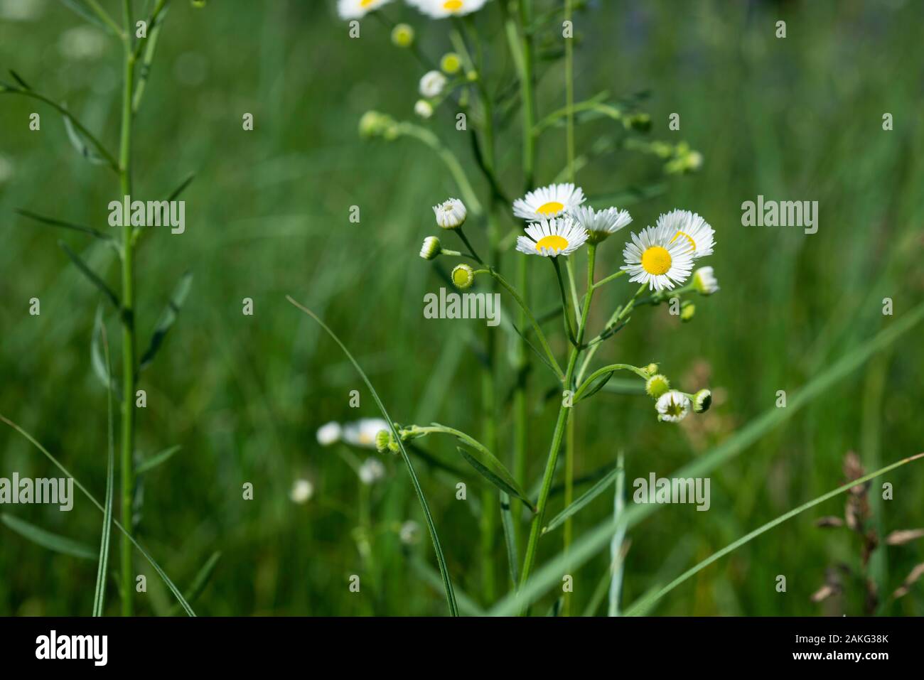 Ukraine flowers nature hi-res stock photography and images - Alamy