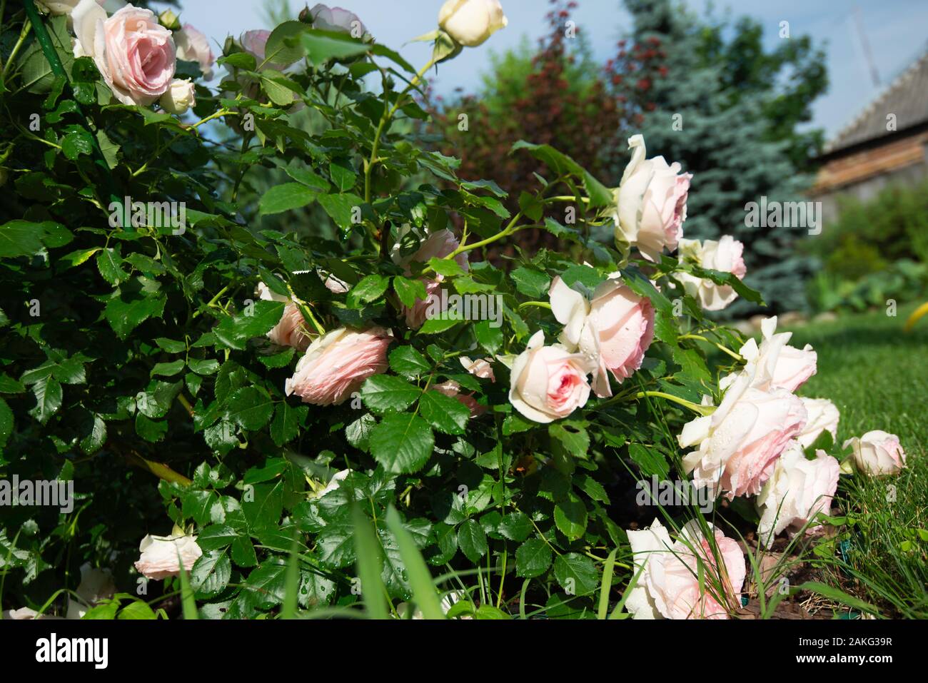 a bush of rose roses in a Ukrainian garden Stock Photo - Alamy