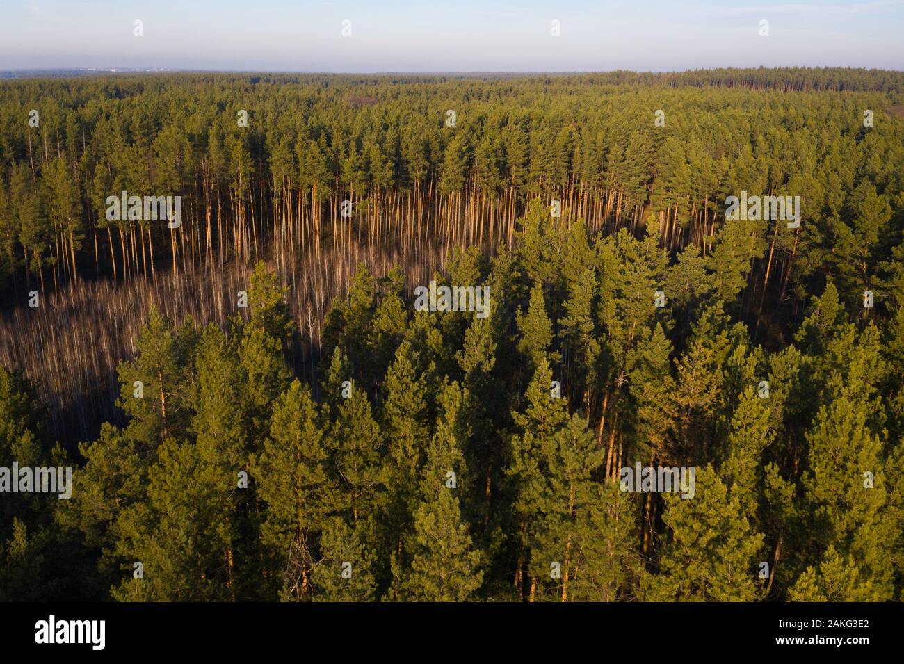 drone, autumn dark pine tree forest, Ukraine Stock Photo - Alamy
