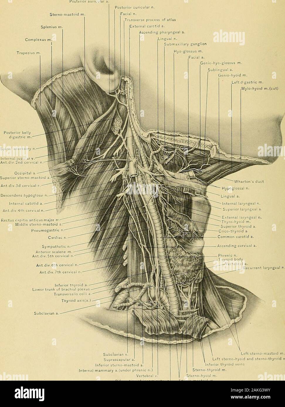 Internal carotid arteries hi-res stock photography and images - Alamy