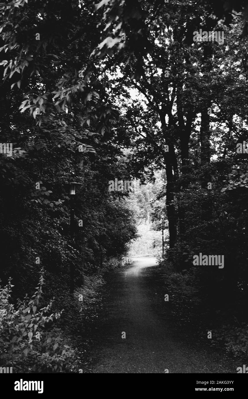 Path in the forest in black and white Stock Photo - Alamy