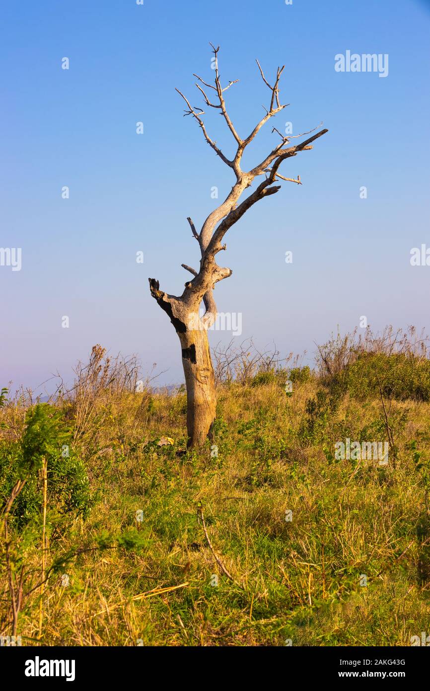 A dry dead acacia tree in the Hluhluwe - imfolozi National Park in ...