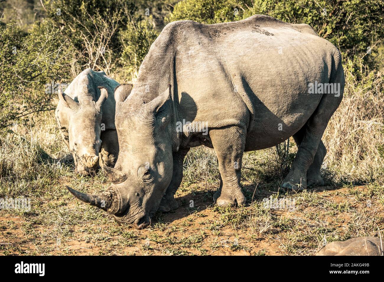 Rhinos eating hi-res stock photography and images - Alamy