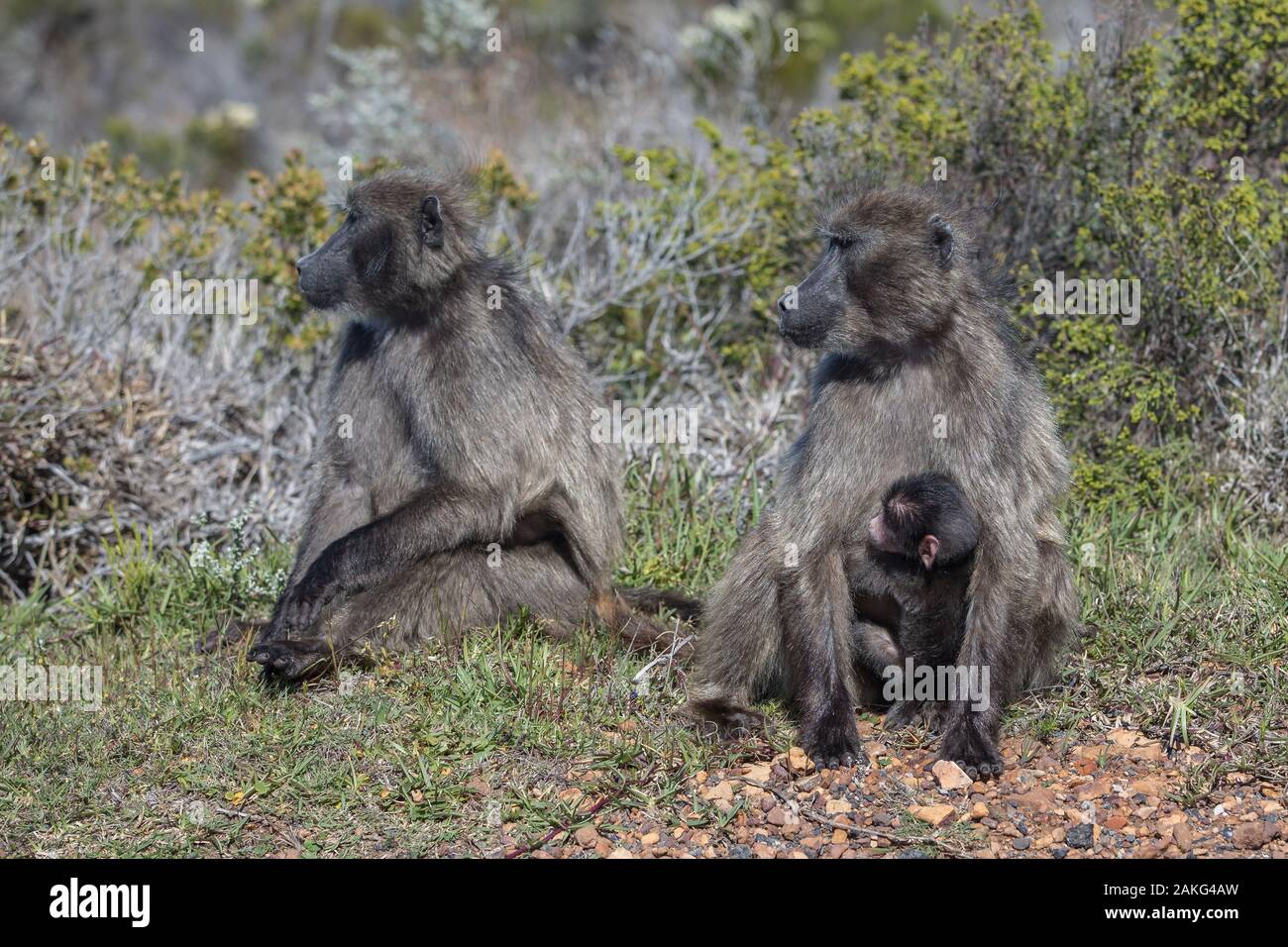 Baboon Family with Baby at Cape of Good Hope, South Africa Stock Photo ...