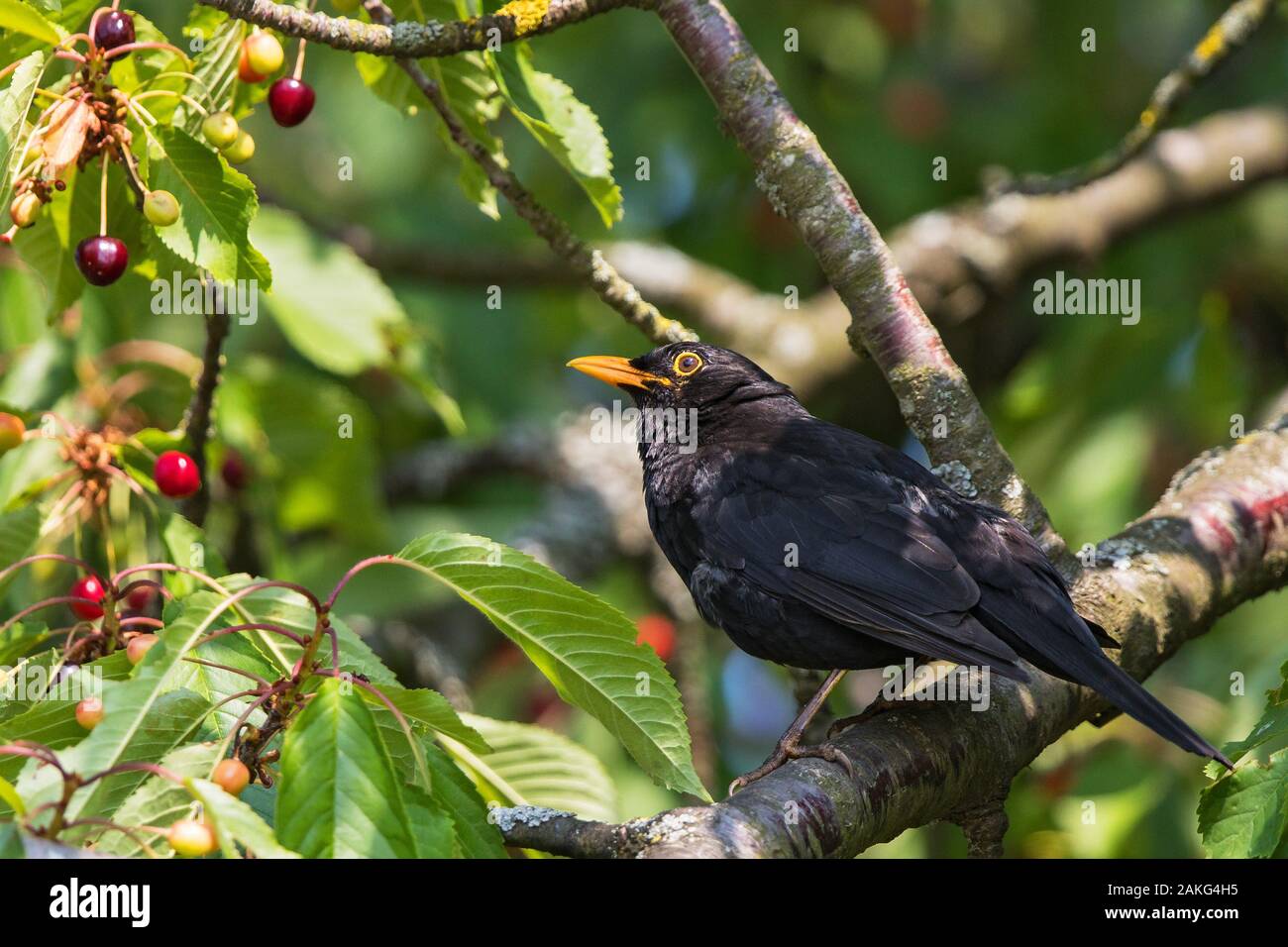 Common Blackbird (Turdus merula) male sitting in cherry tree, Bavaria ...