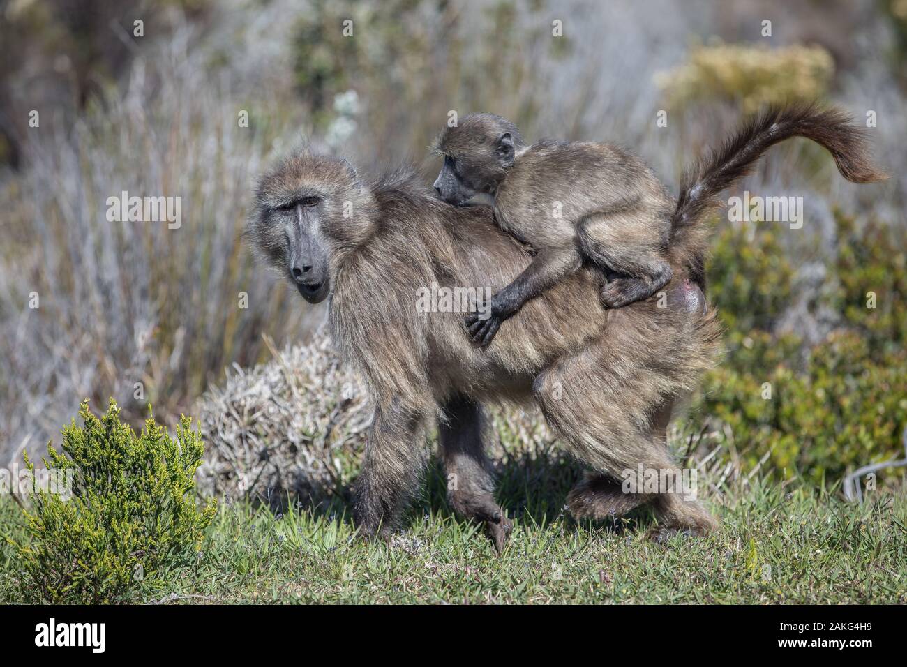 Baboon Family with Baby at Cape of Good Hope, South Africa Stock Photo ...