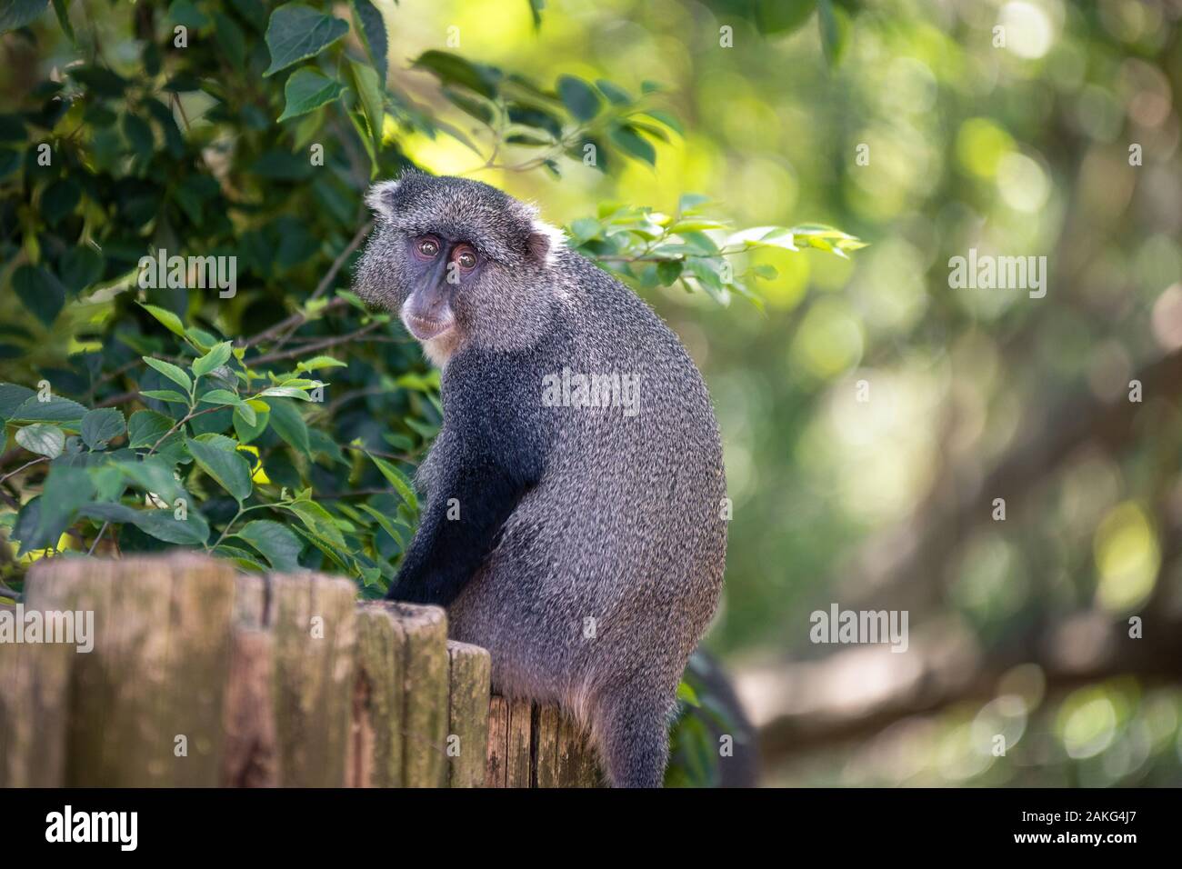 Samango monkey portrayed during a safari in the Hluhluwe - imfolozi ...