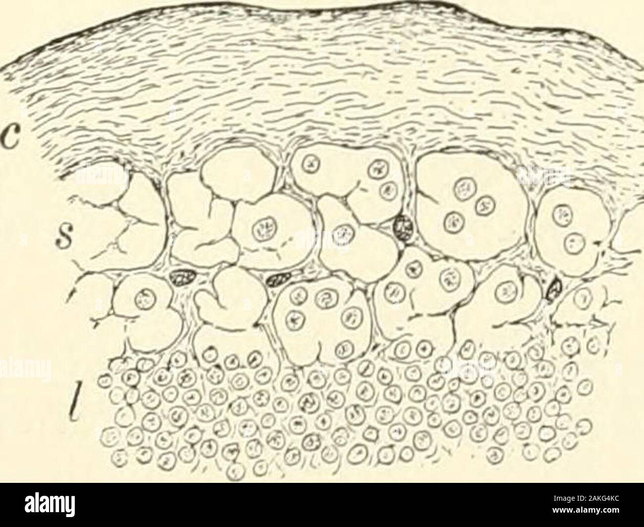Textbook of normal histology: including an account of the development ...