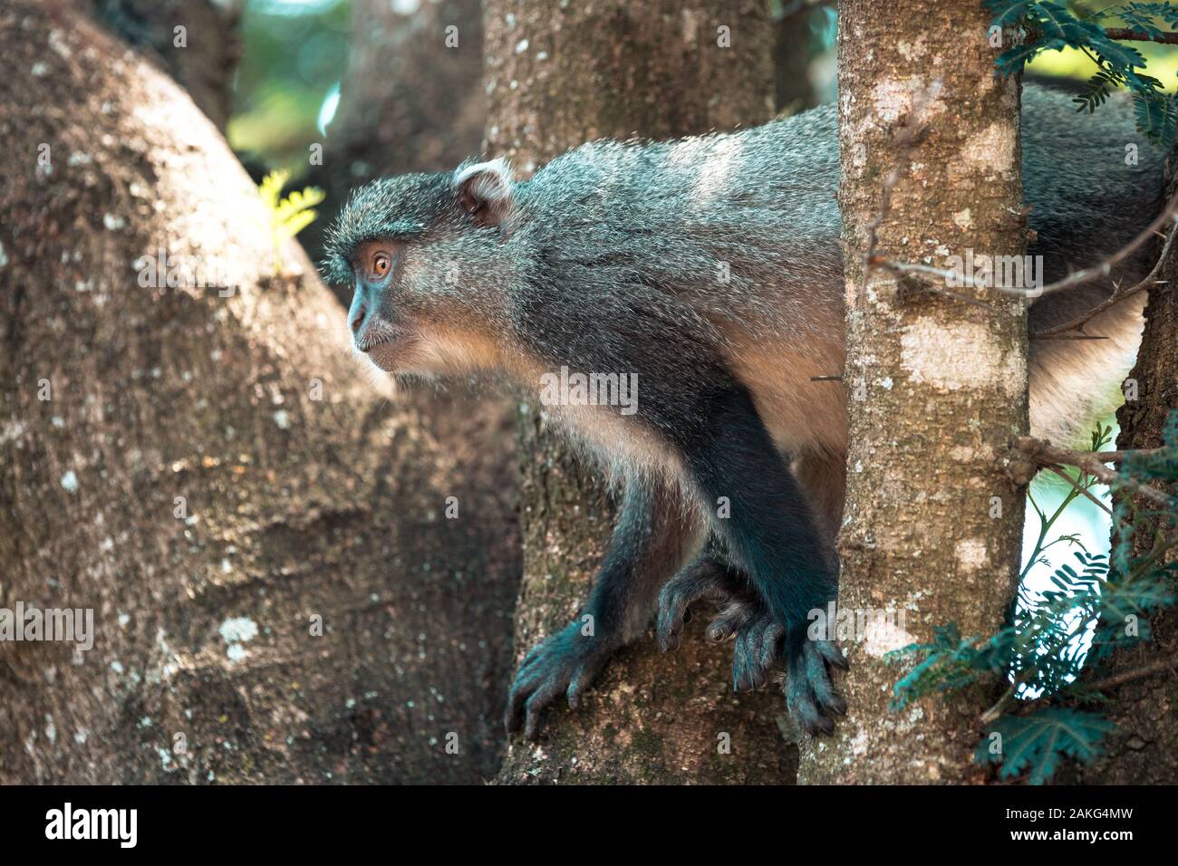 Hluhluwe imfolozi samango monkey hi-res stock photography and images ...
