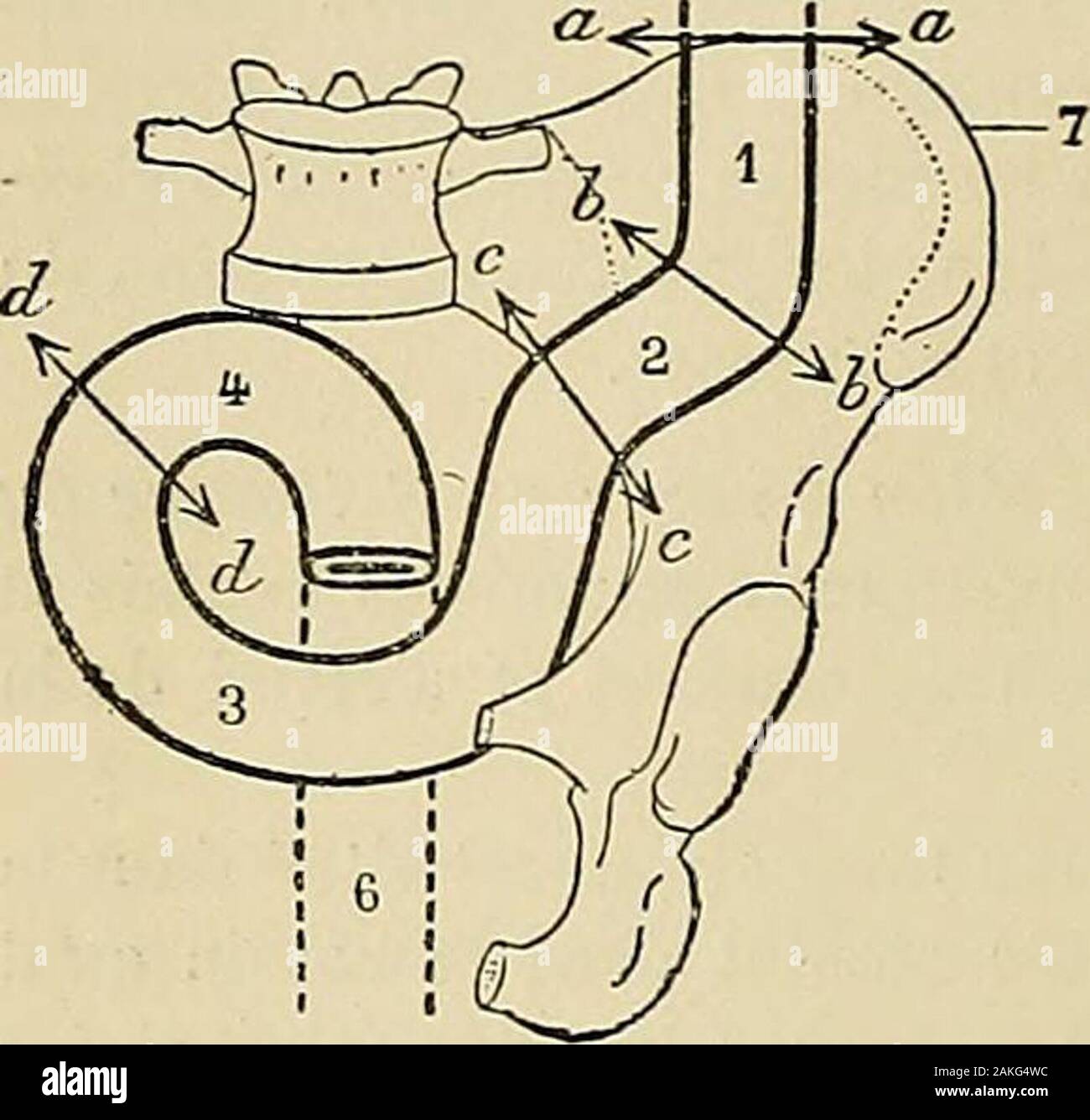 Fosse iliaque hi-res stock photography and images - Alamy