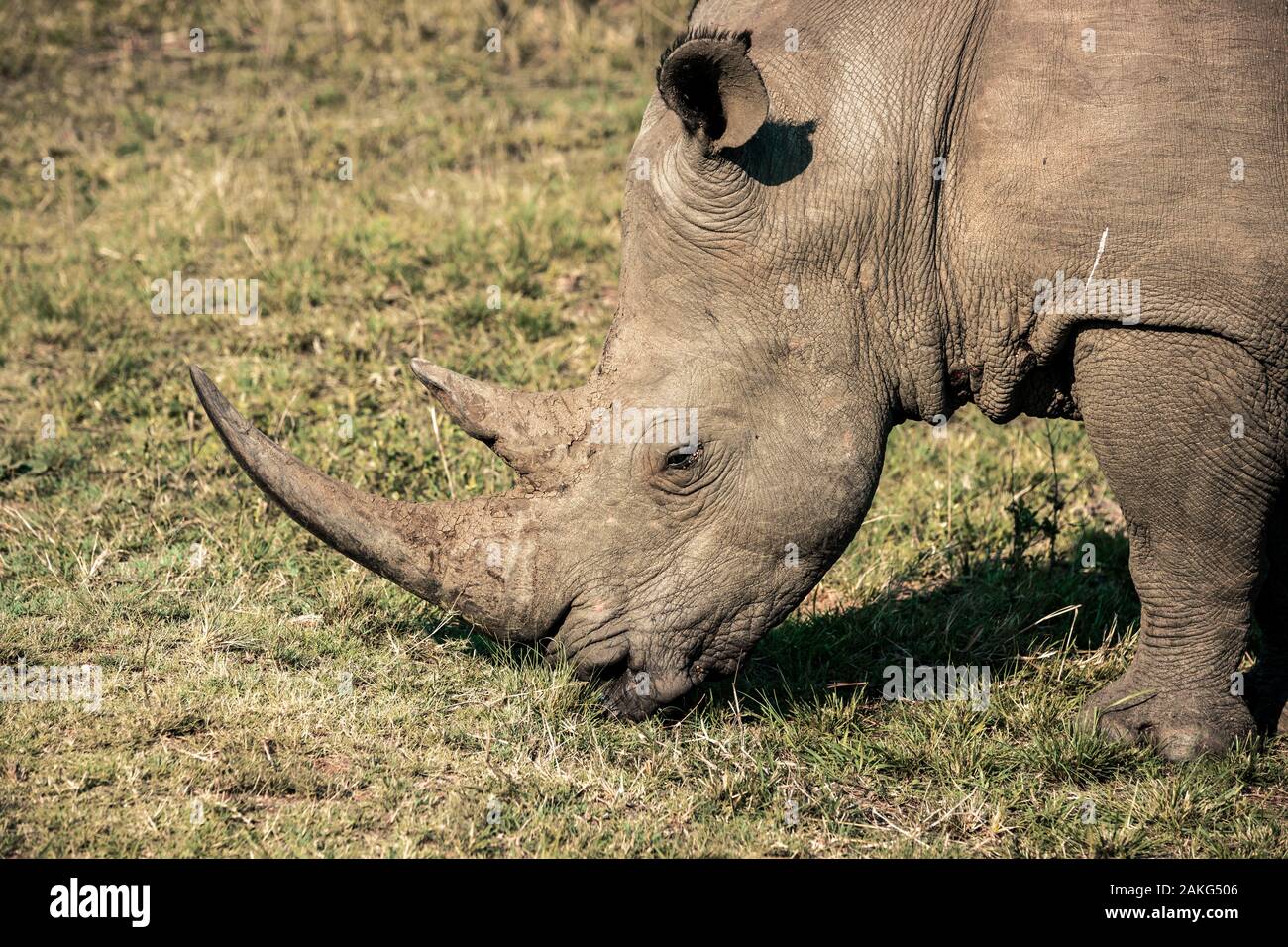 A white rhino eating grass during a safari in the Hluhluwe - imfolozi ...
