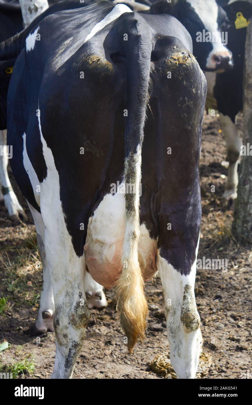 Back end of a Danish black and white cow (Danish Jutland cattle ...