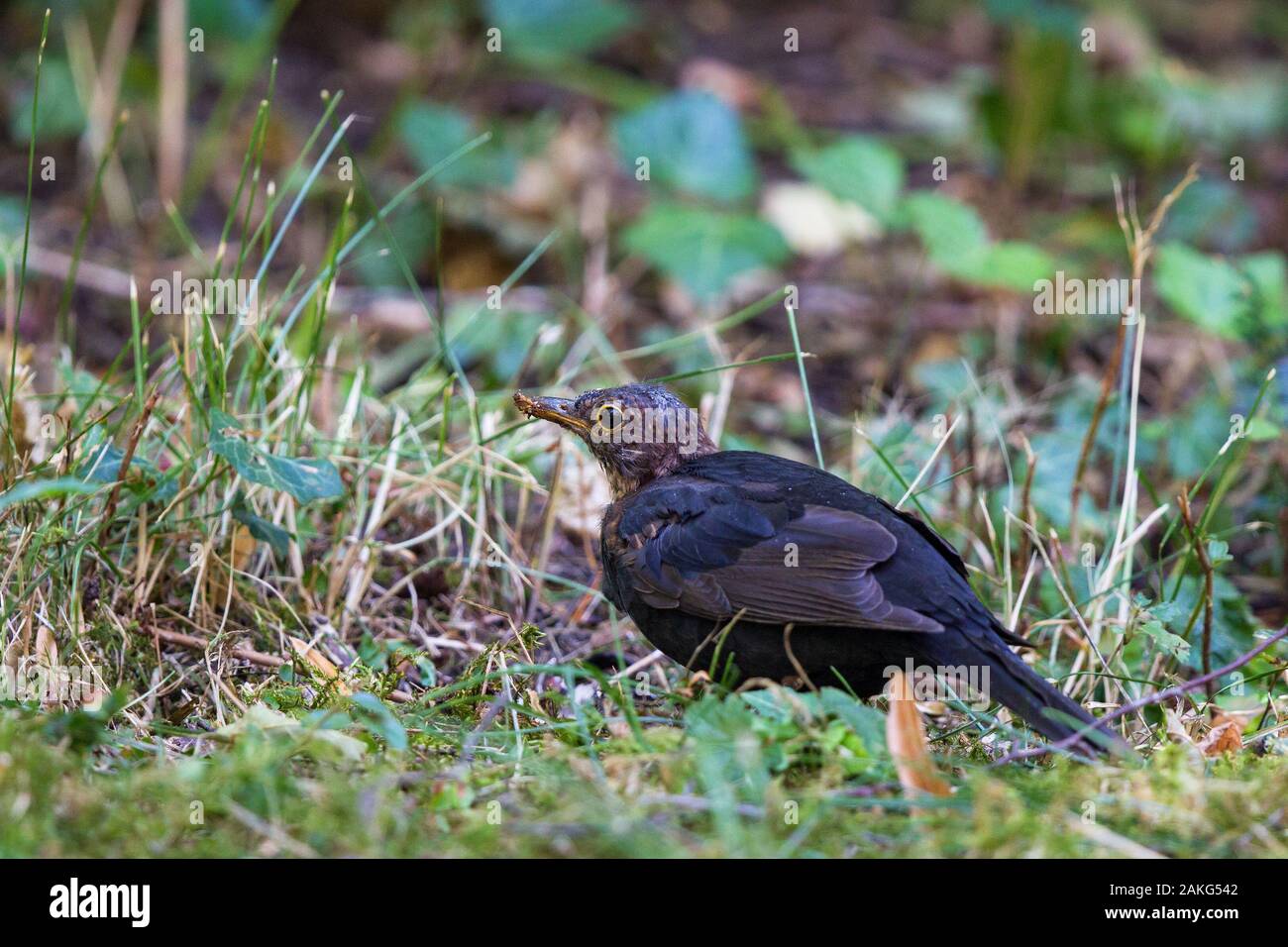 Common Blackbird (Turdus merula) showing symptoms and behaviour of ...