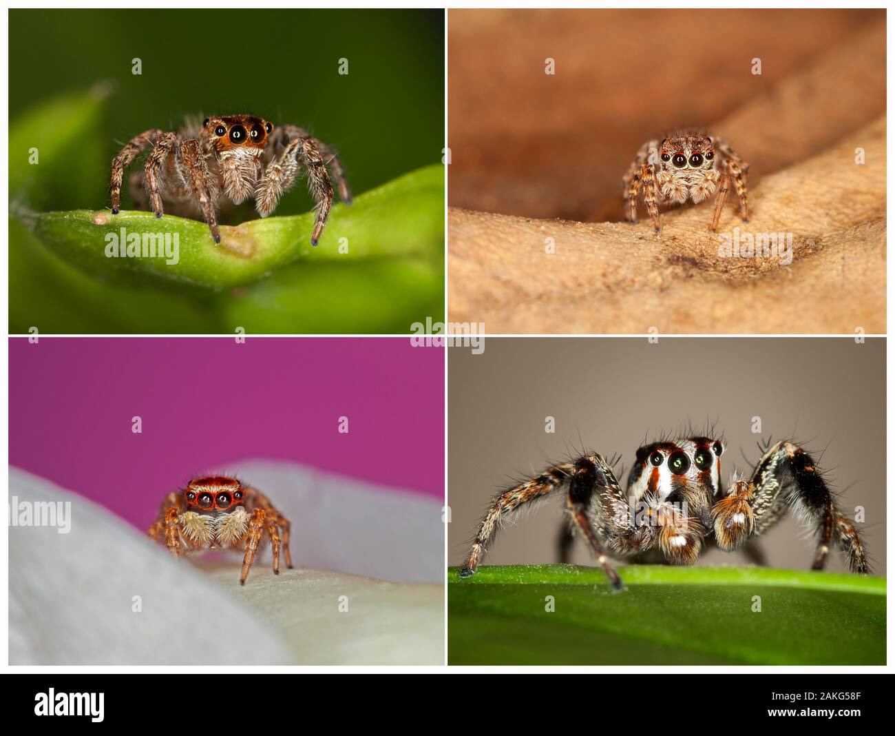 Collage with four different jumping spiders Stock Photo - Alamy