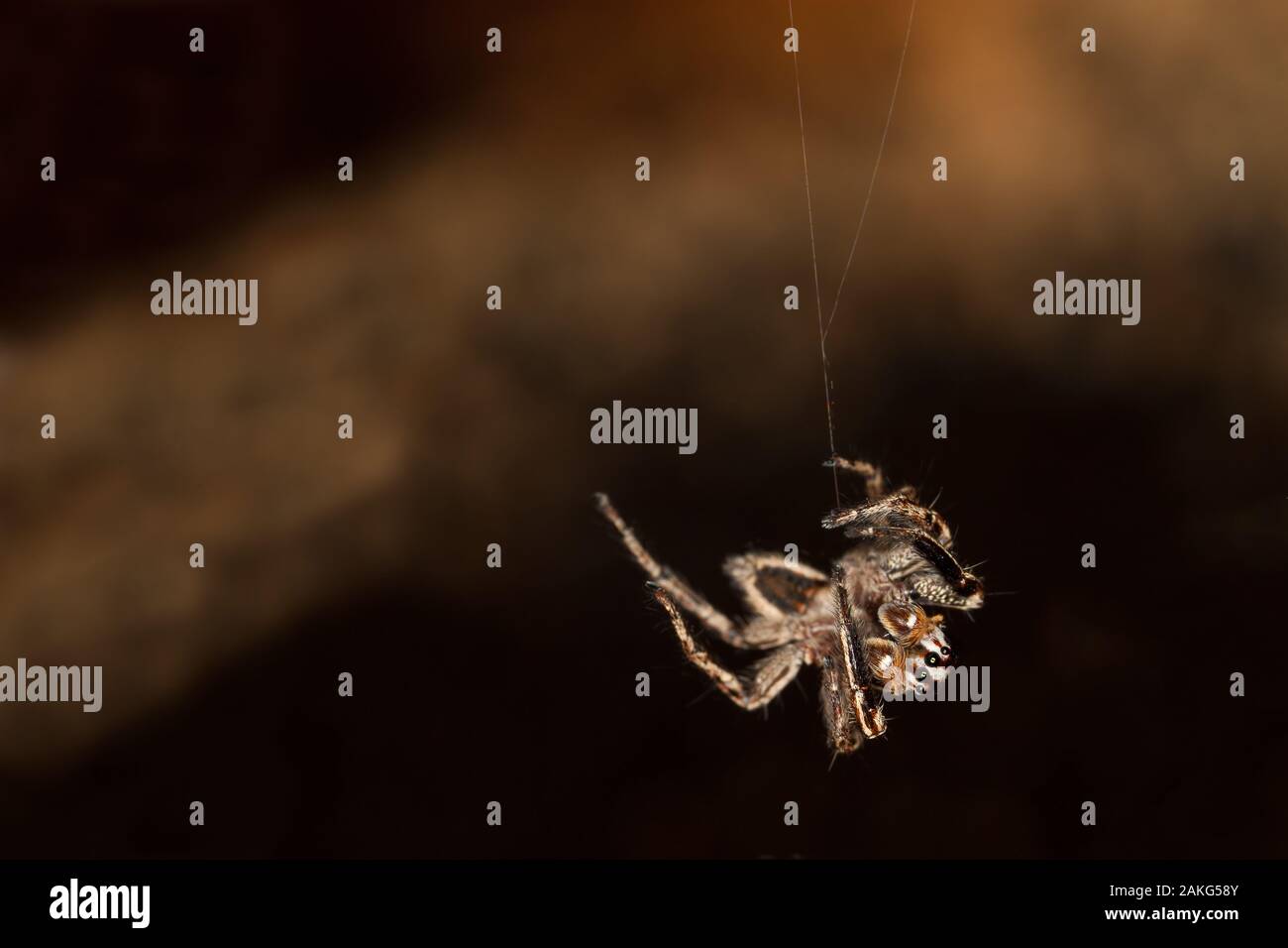 A Jumping Spider Hanging with his Web Stock Photo - Alamy