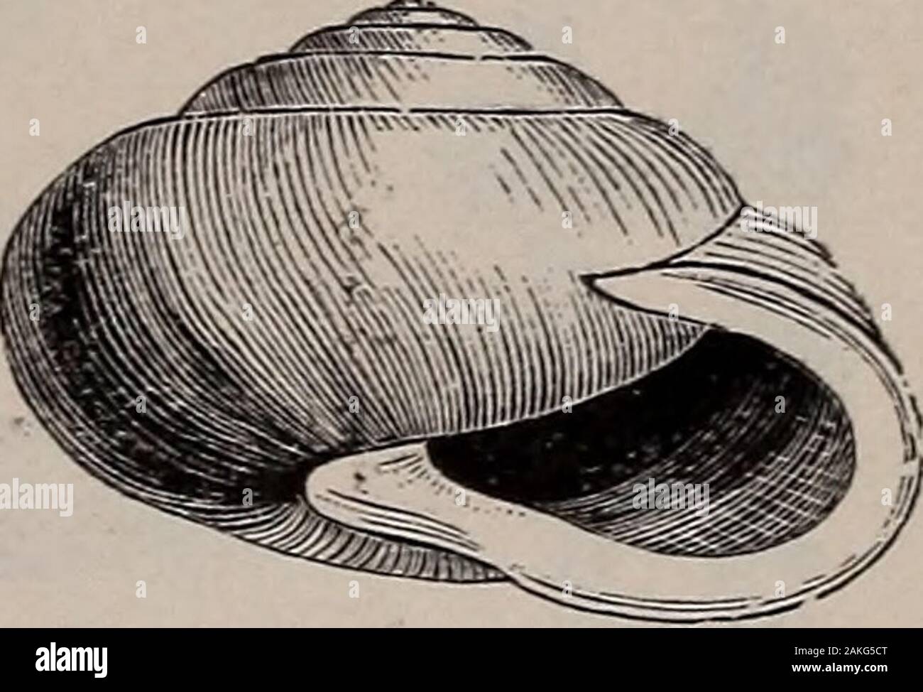 Natural history of animals; . Fig. 411. — Succinea.Western States. Fig ...