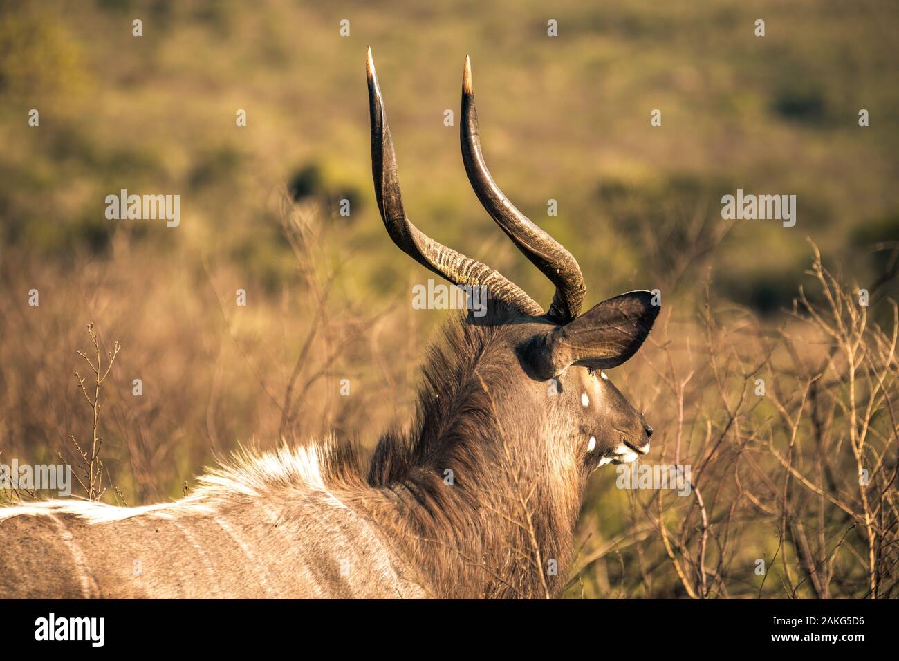 Nyala male female south africa hi-res stock photography and images - Alamy