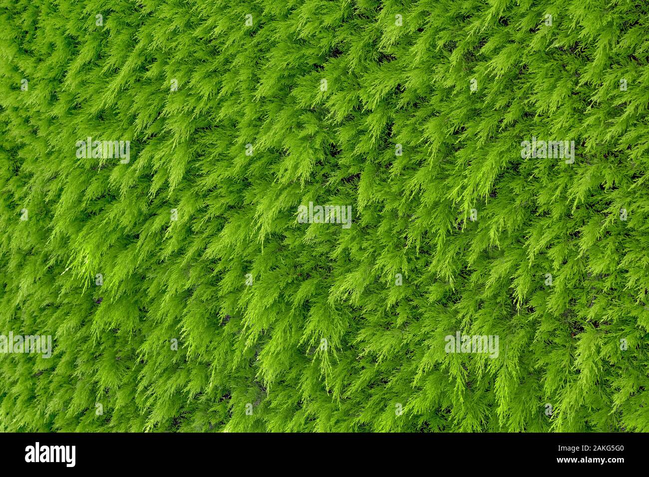Light green garden hedge pattern. Background of white cedar closeup ...
